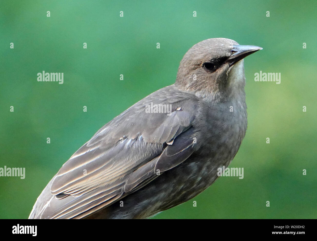Female strling hi-res stock photography and images - Alamy