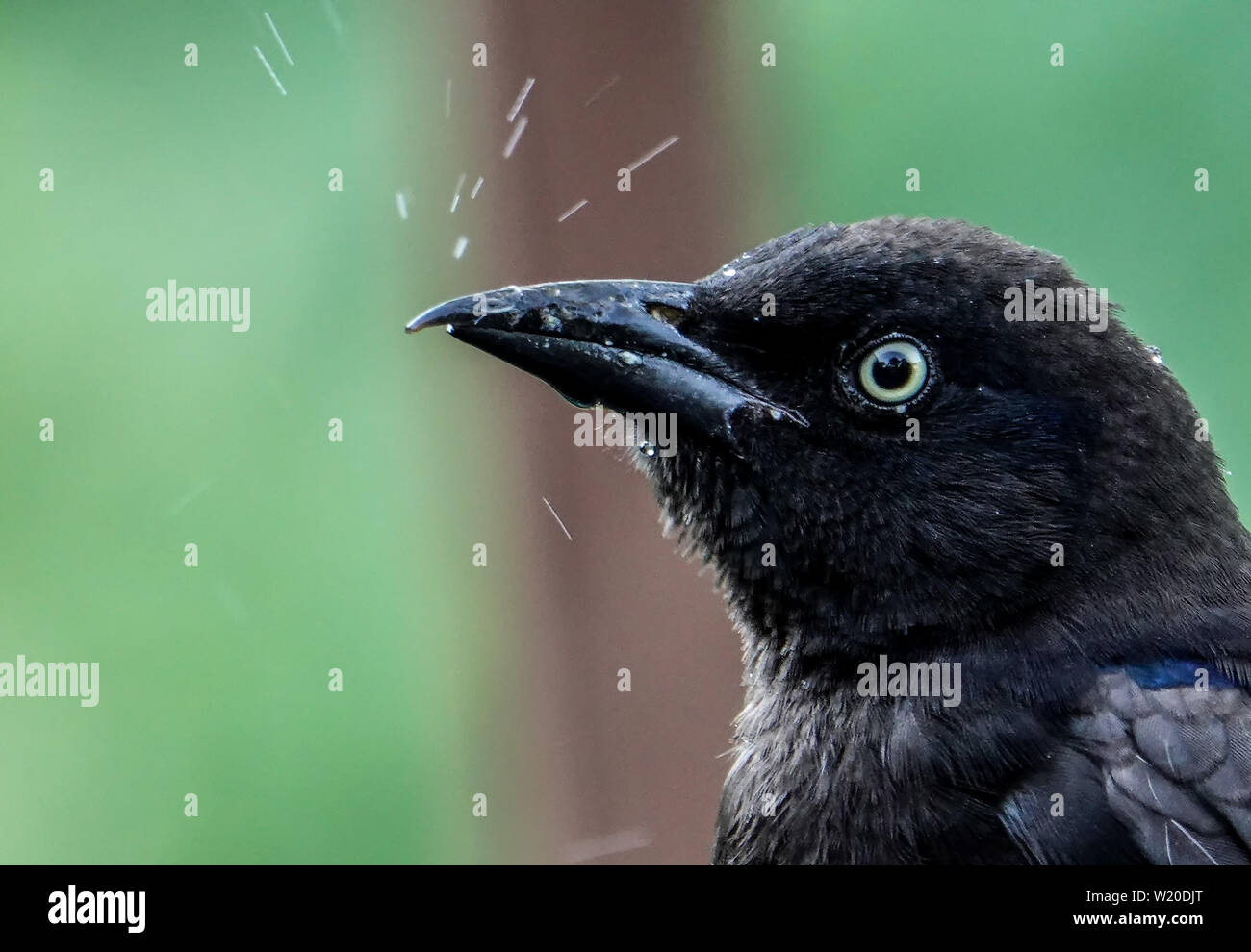 Beady eyes hi-res stock photography and images - Alamy