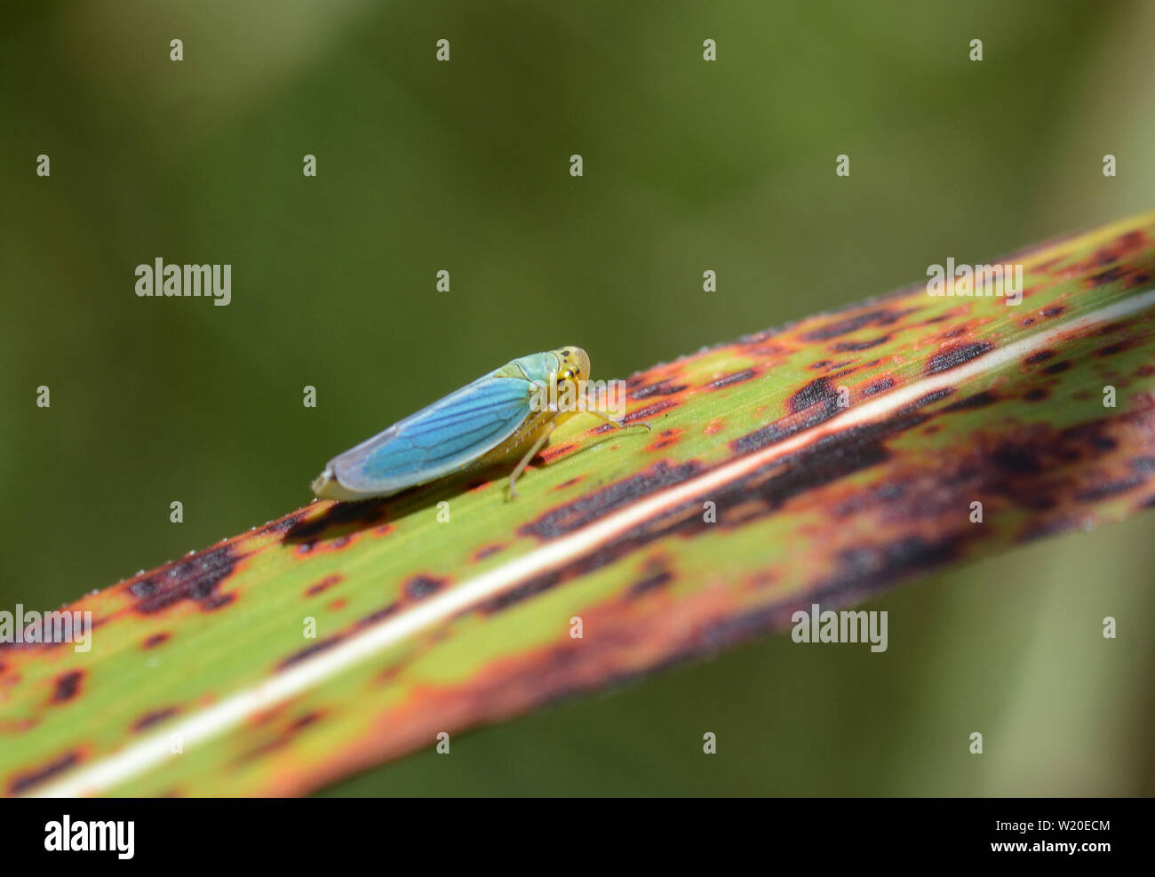 Sunshine on green cricket hi-res stock photography and images - Alamy