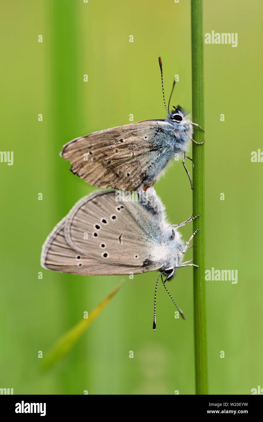 Two little butterflies are outdoors on a blade of grass Stock Photo - Alamy