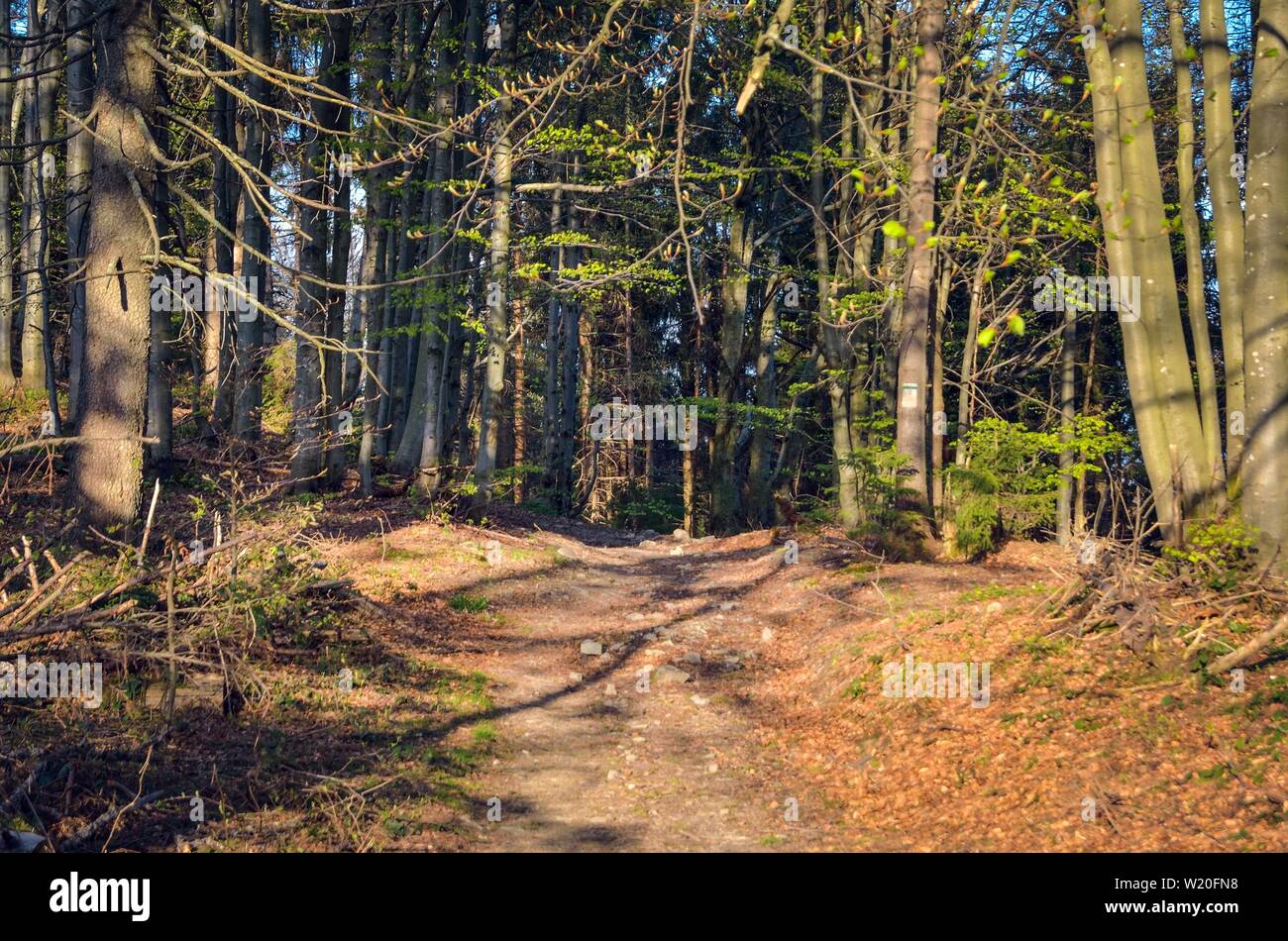 Beautiful spring forest landscape. Mountain path in a charming green ...