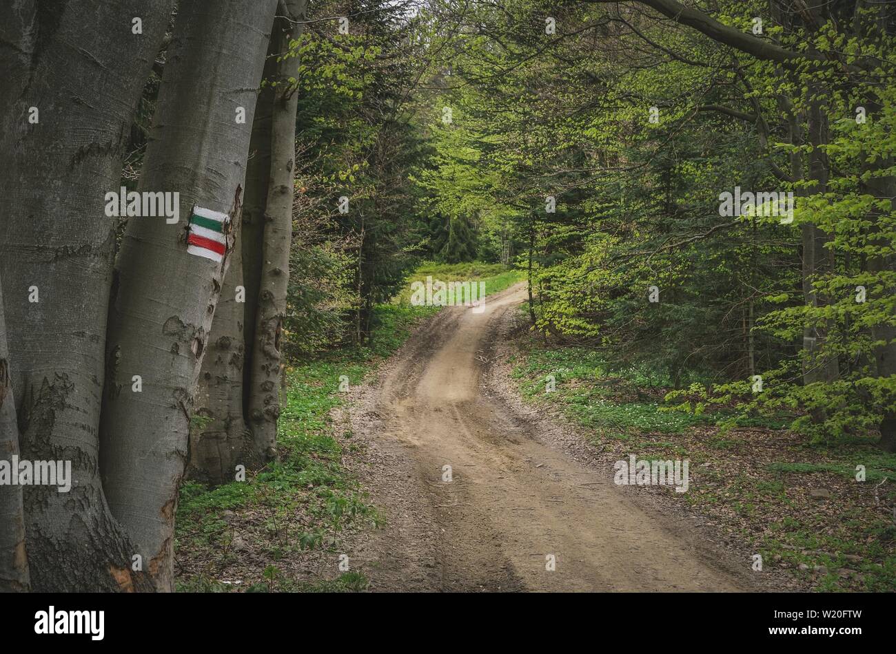 Beautiful spring forest landscape. Mountain path in a charming green ...