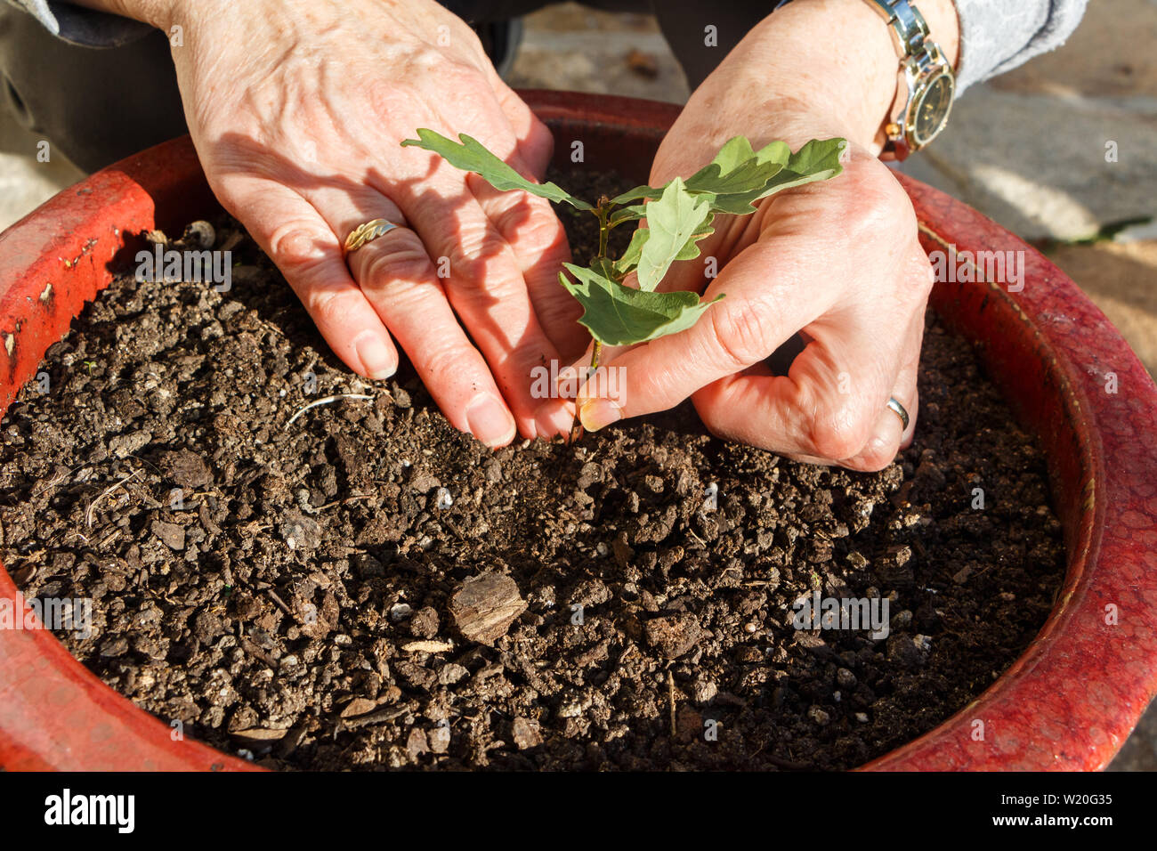 Planting small oak hi-res stock photography and images - Alamy