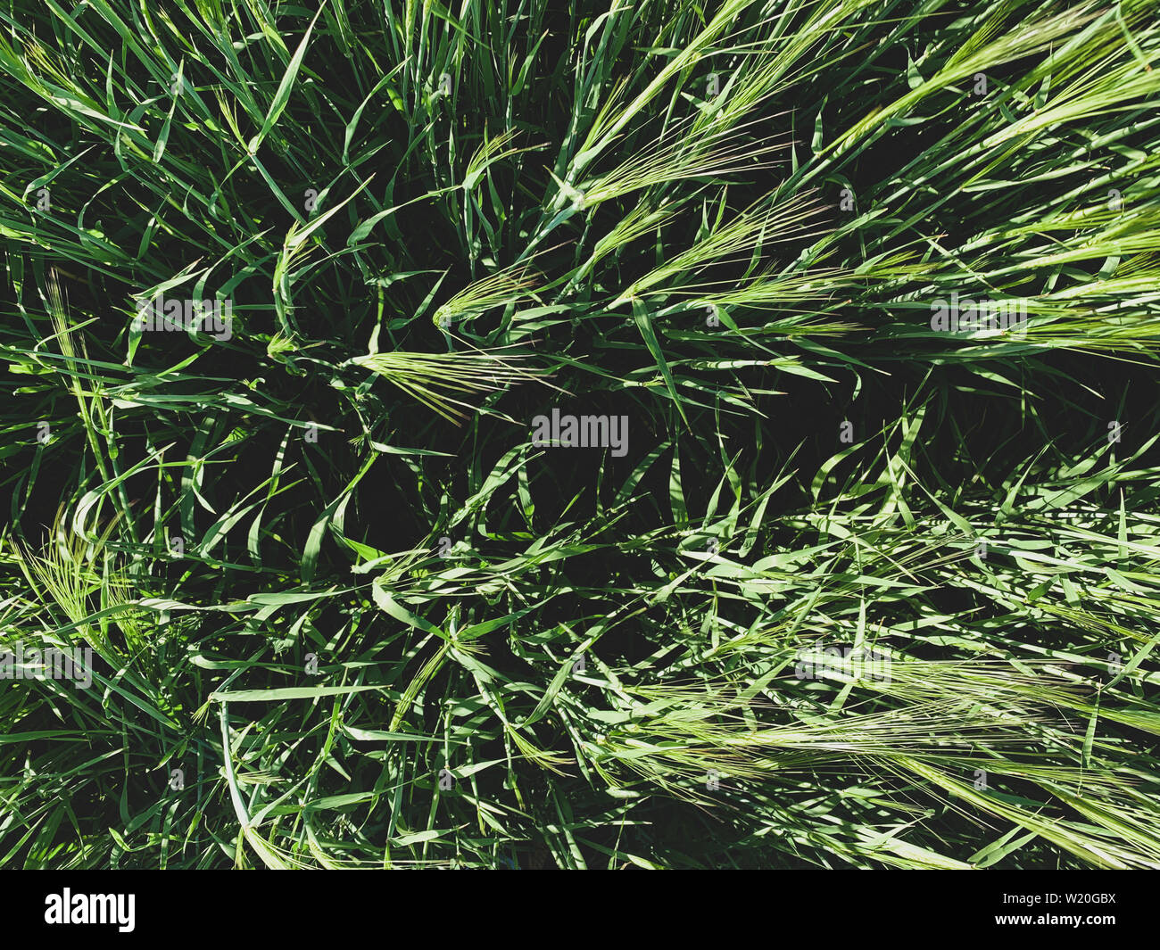 wild green grass top view Stock Photo - Alamy