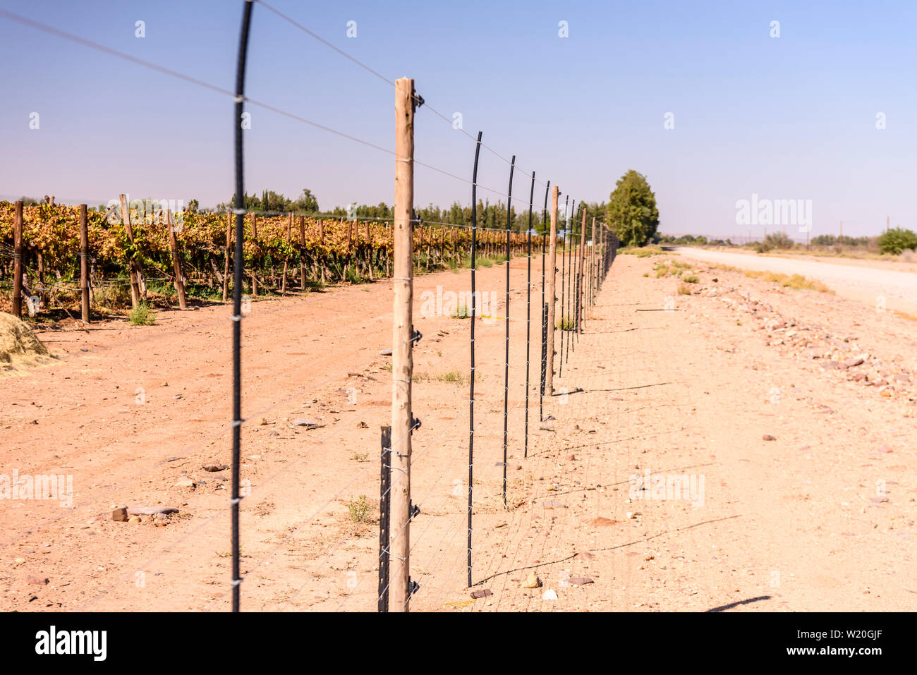 Fence protecting vines growing at a Vineyard at Mariental, Namibia ...