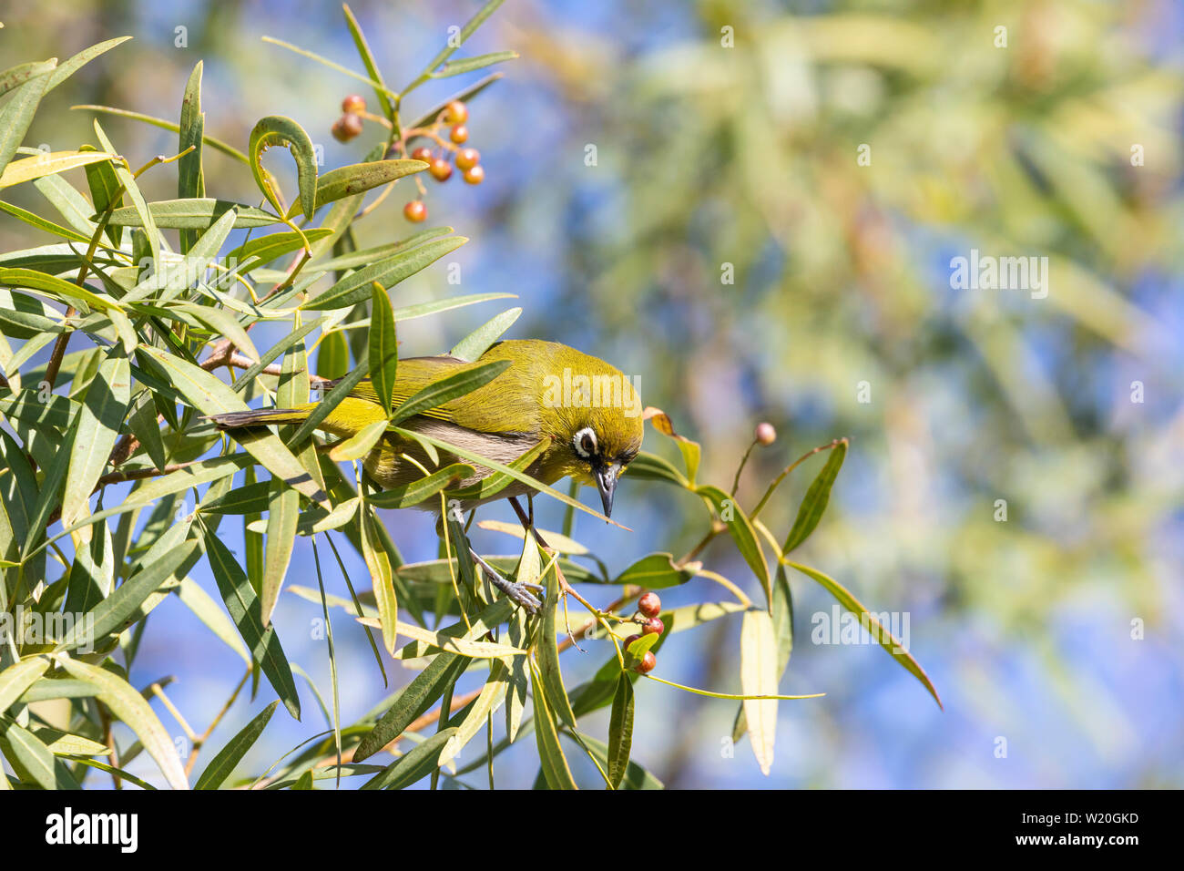 Searsia lancea hi-res stock photography and images - Alamy