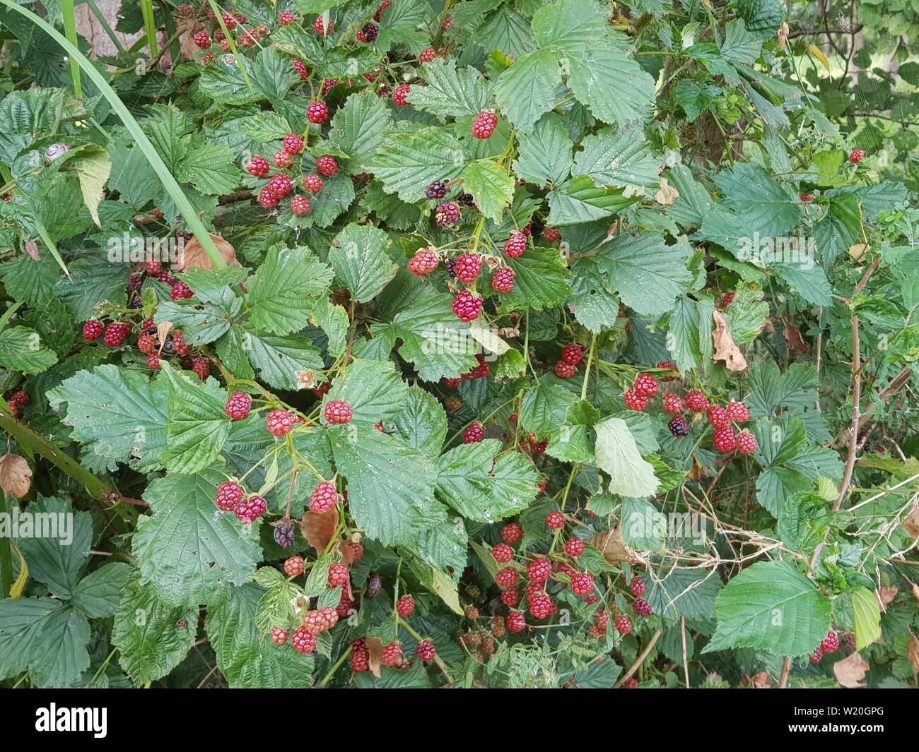 Wild forest fruits hi-res stock photography and images - Alamy