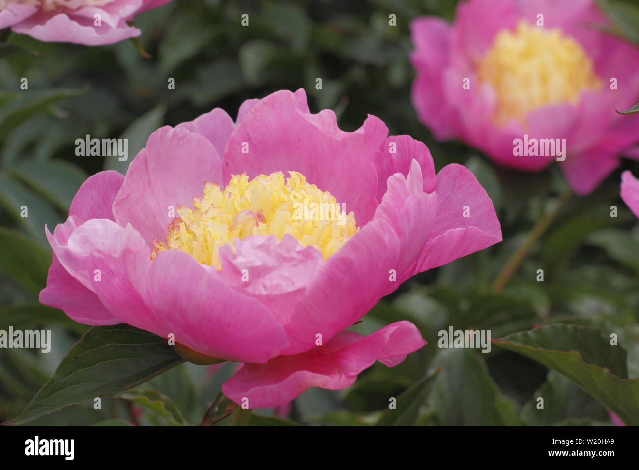 Peony lactiflora mr g f hemerik hi-res stock photography and images - Alamy