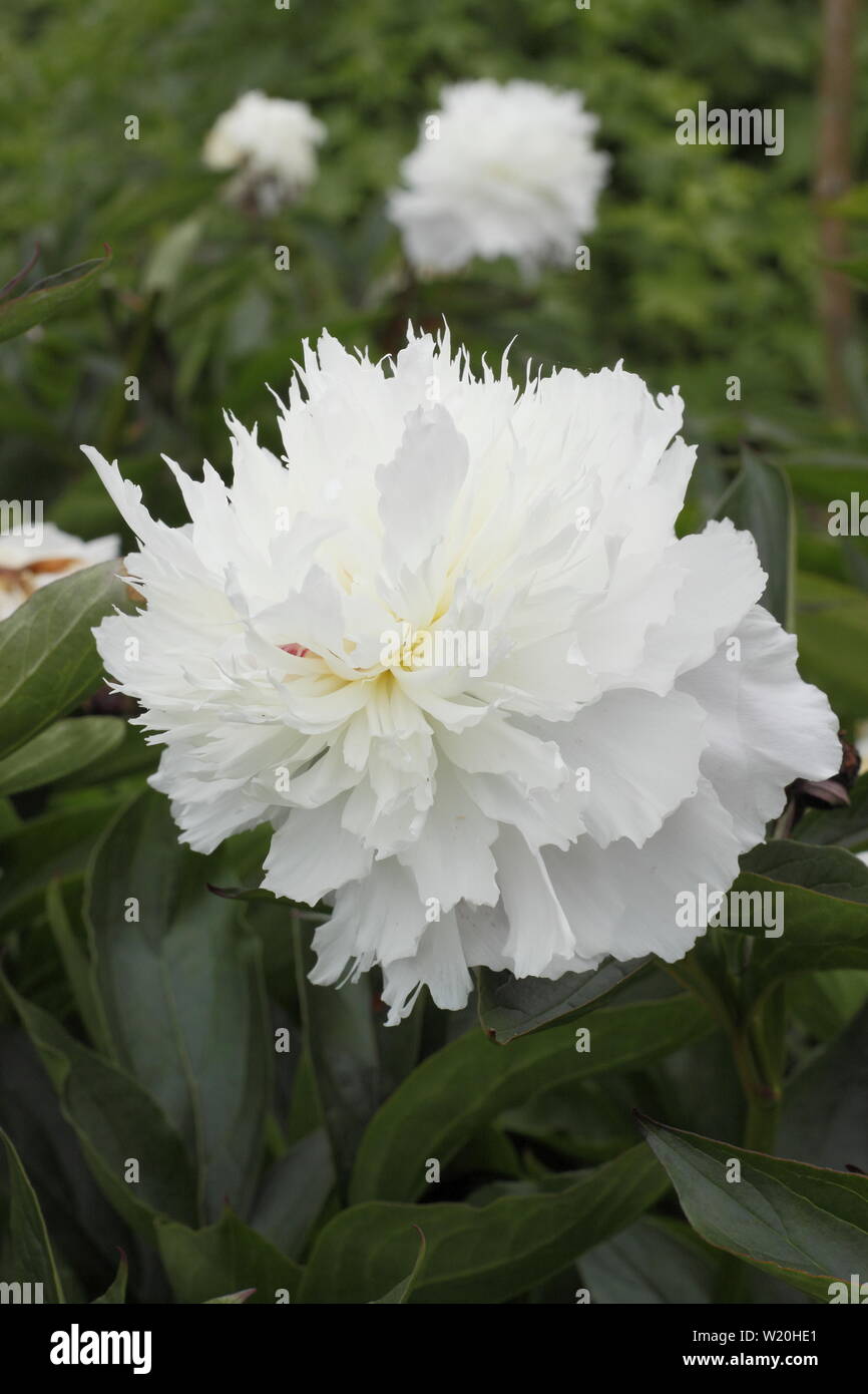 White peonies paeonia hi-res stock photography and images - Alamy