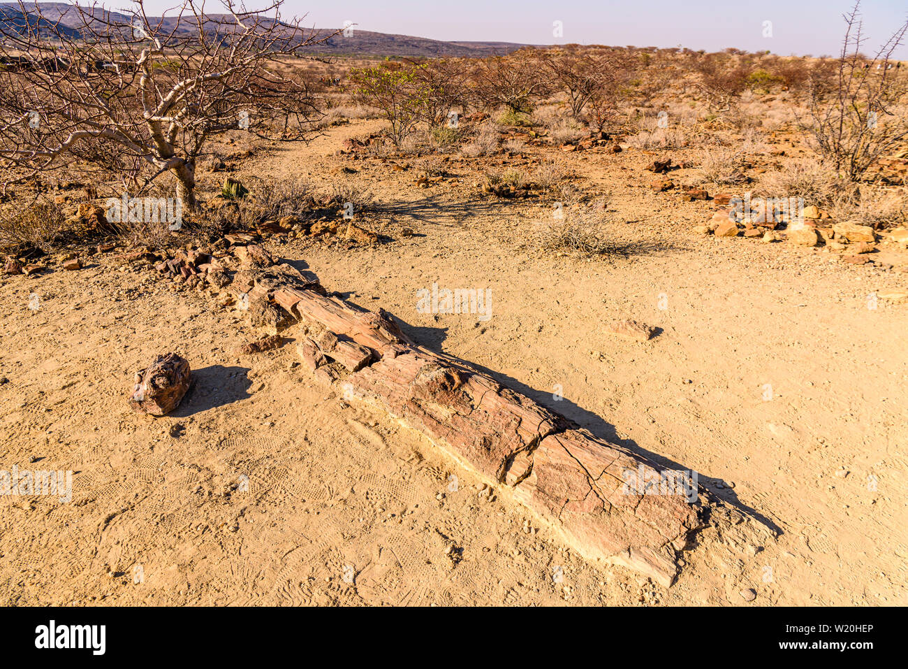 Fossilised tree trunk at the Petrified Forest, Twyfelfontein, Namibia ...