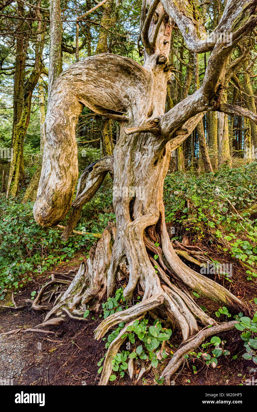 Gnarly tree, Wild Pacific Trail, Ucluelet, Vancouver Island, British ...