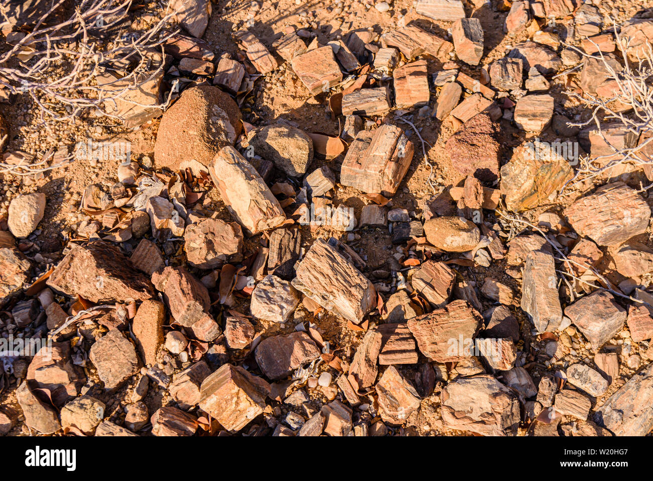 Fossilised tree trunk at the Petrified Forest, Twyfelfontein, Namibia ...