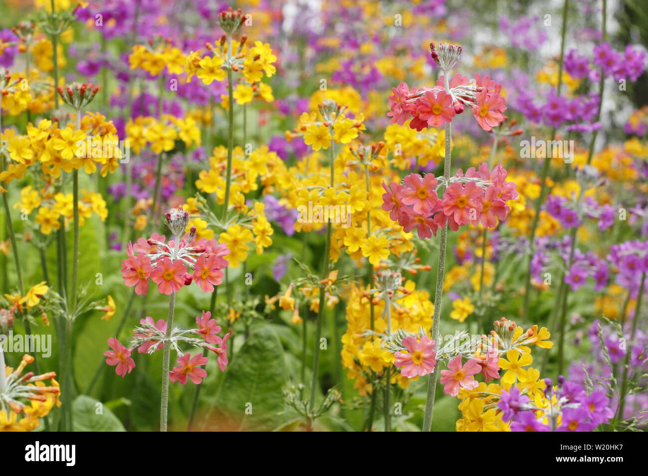 Candelabra primulas hi-res stock photography and images - Alamy
