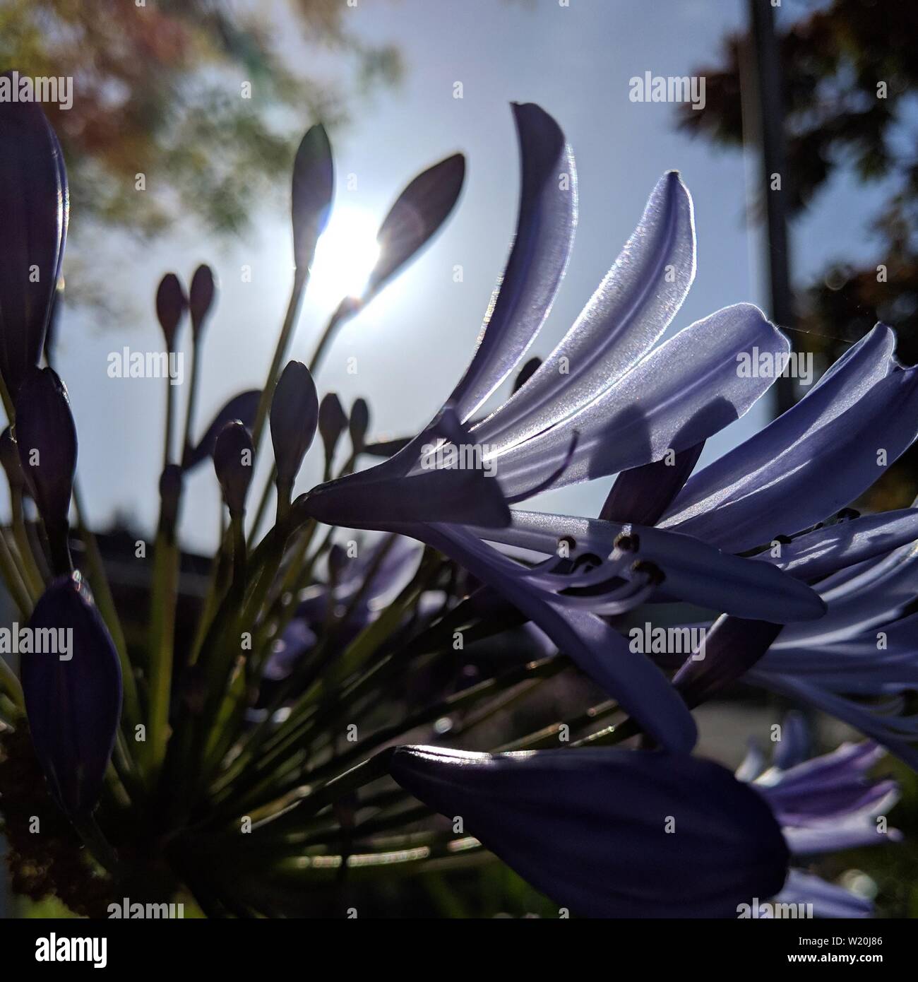 Lunar flower hi-res stock photography and images - Alamy