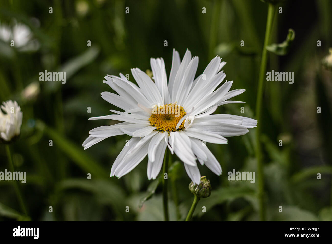 Daisy roots hi-res stock photography and images - Alamy