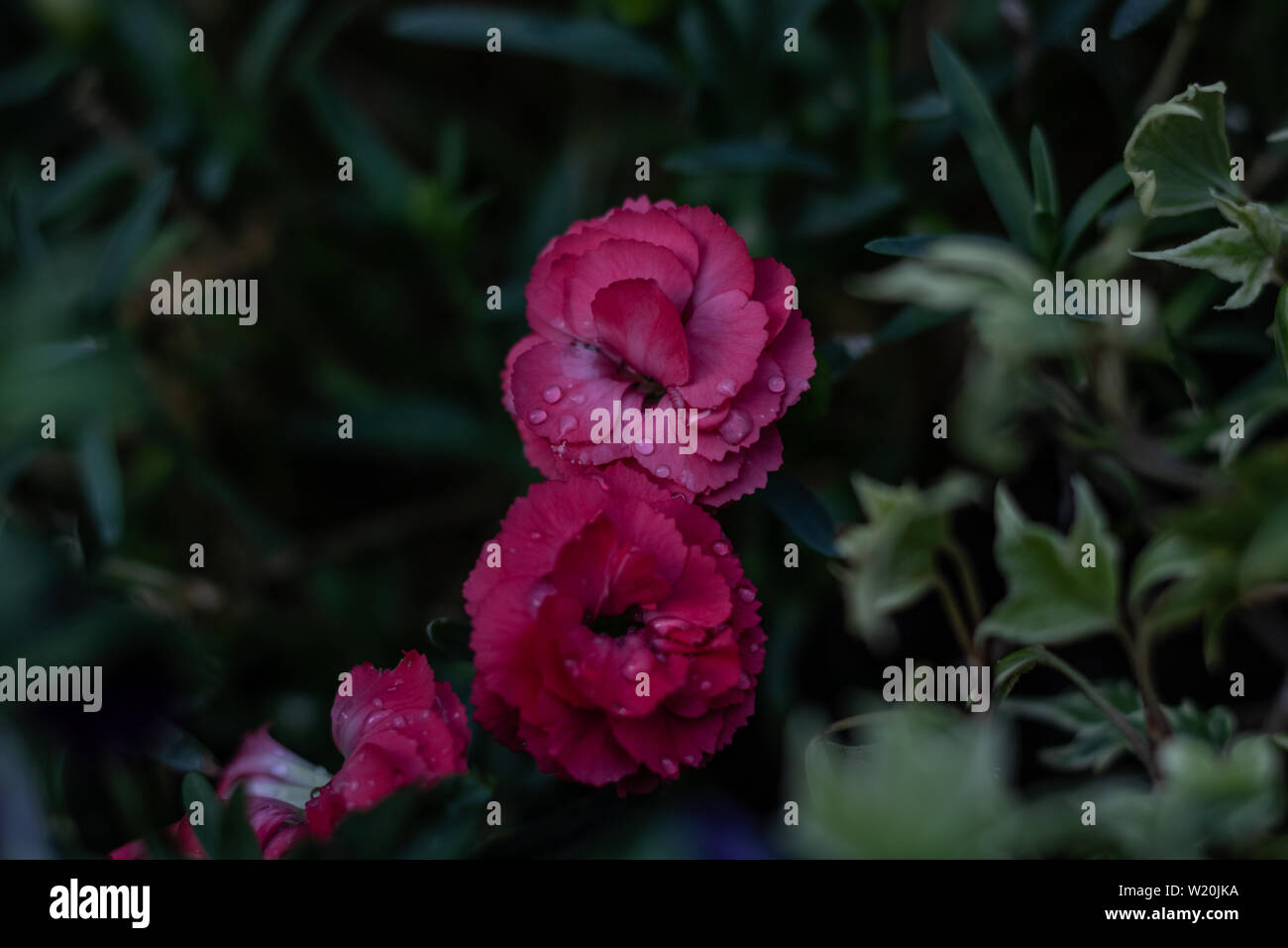 Air carnation hi-res stock photography and images - Alamy