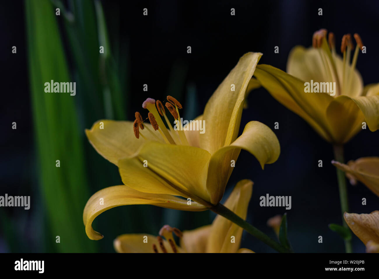 Lilium parryi hi-res stock photography and images - Alamy