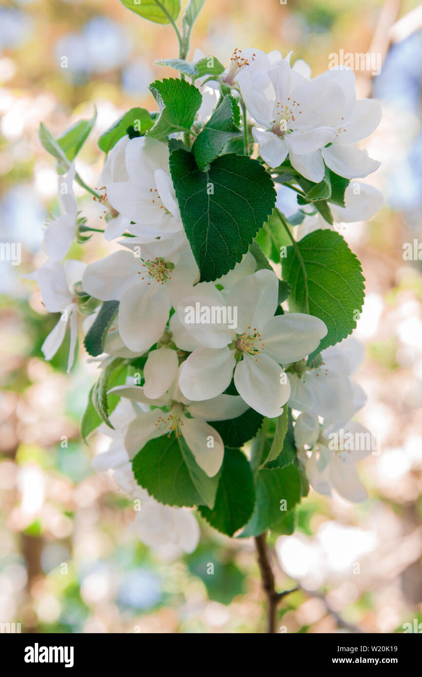 Apple tree blooms with beautiful white flowers Stock Photo - Alamy