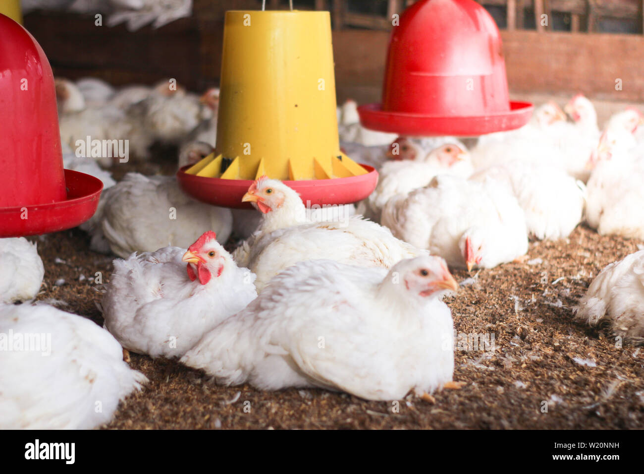 Indoors white chicken farm, chicken feeding Stock Photo - Alamy