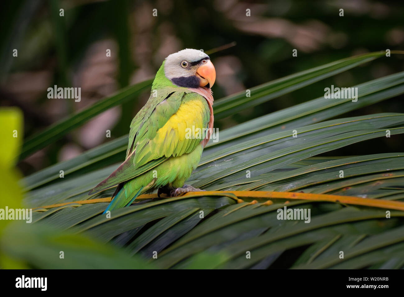 Red-breasted Parakeet - Psittacula alexandri green colourful parakeet ...