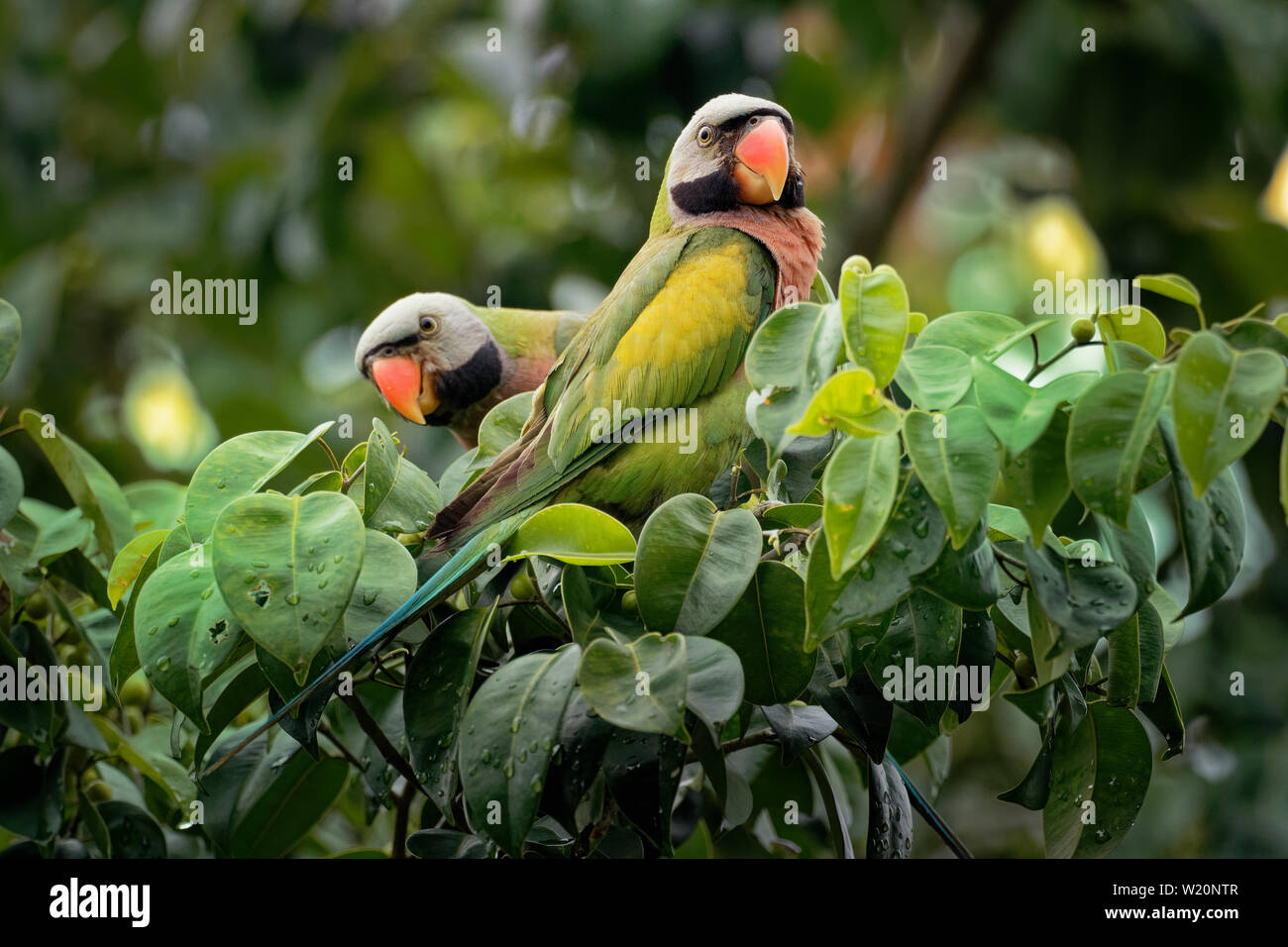 Red-breasted Parakeet - Psittacula alexandri green colourful parakeet ...
