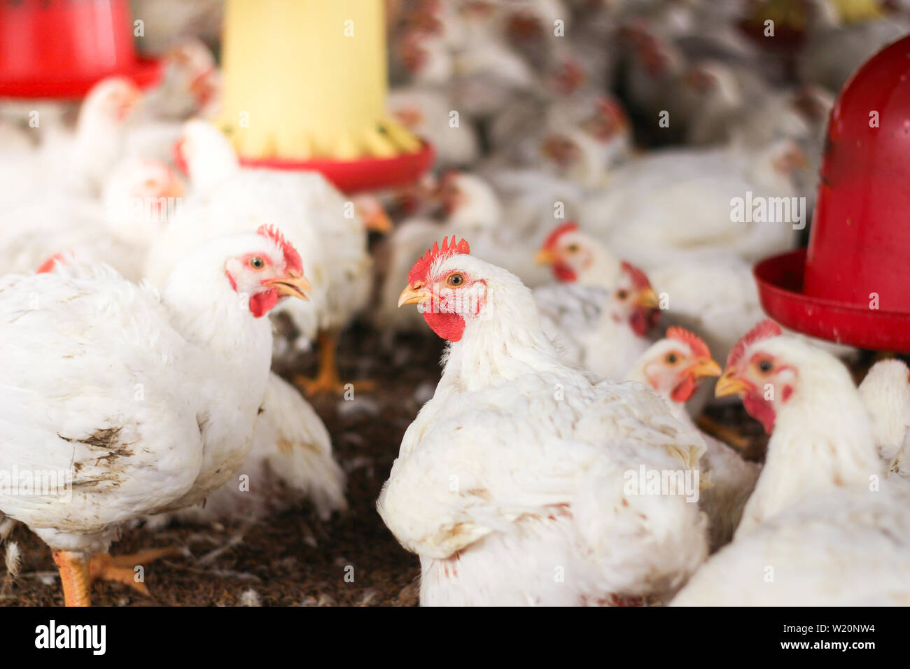 Indoors white chicken farm, chicken feeding Stock Photo - Alamy