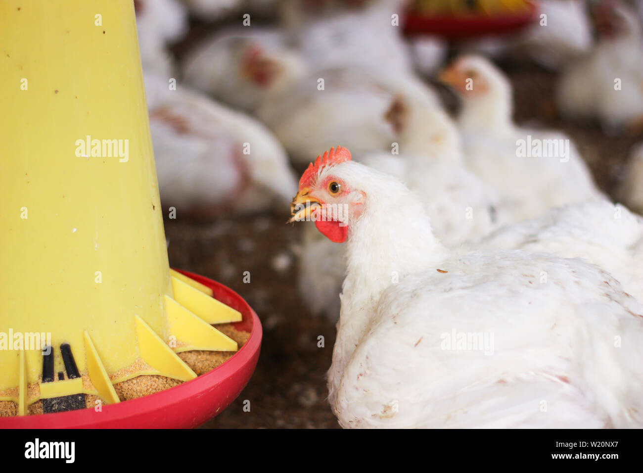 Indoors white chicken farm, chicken feeding Stock Photo - Alamy