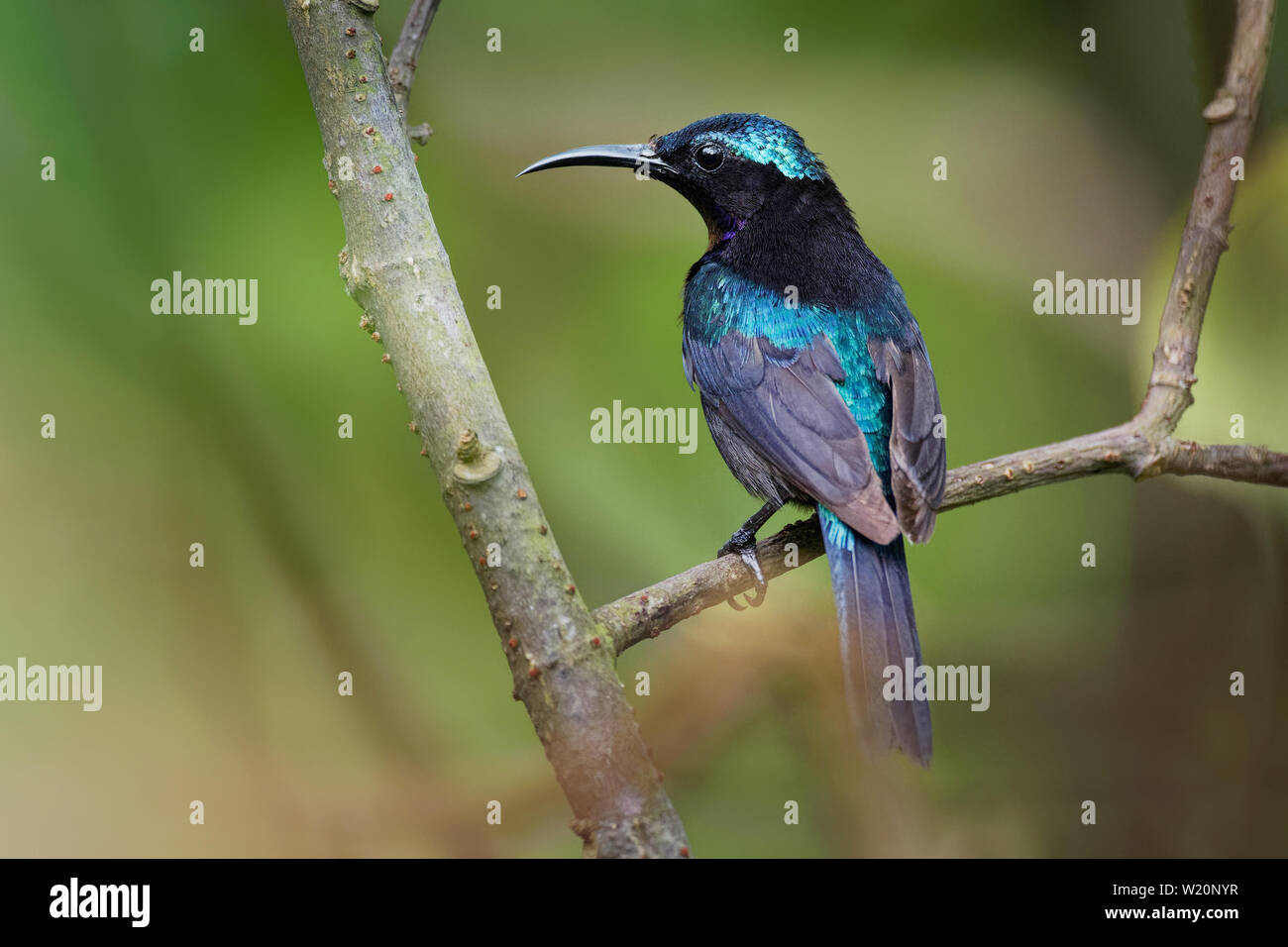 Asian Sunbird Species High Resolution Stock Photography and Images - Alamy