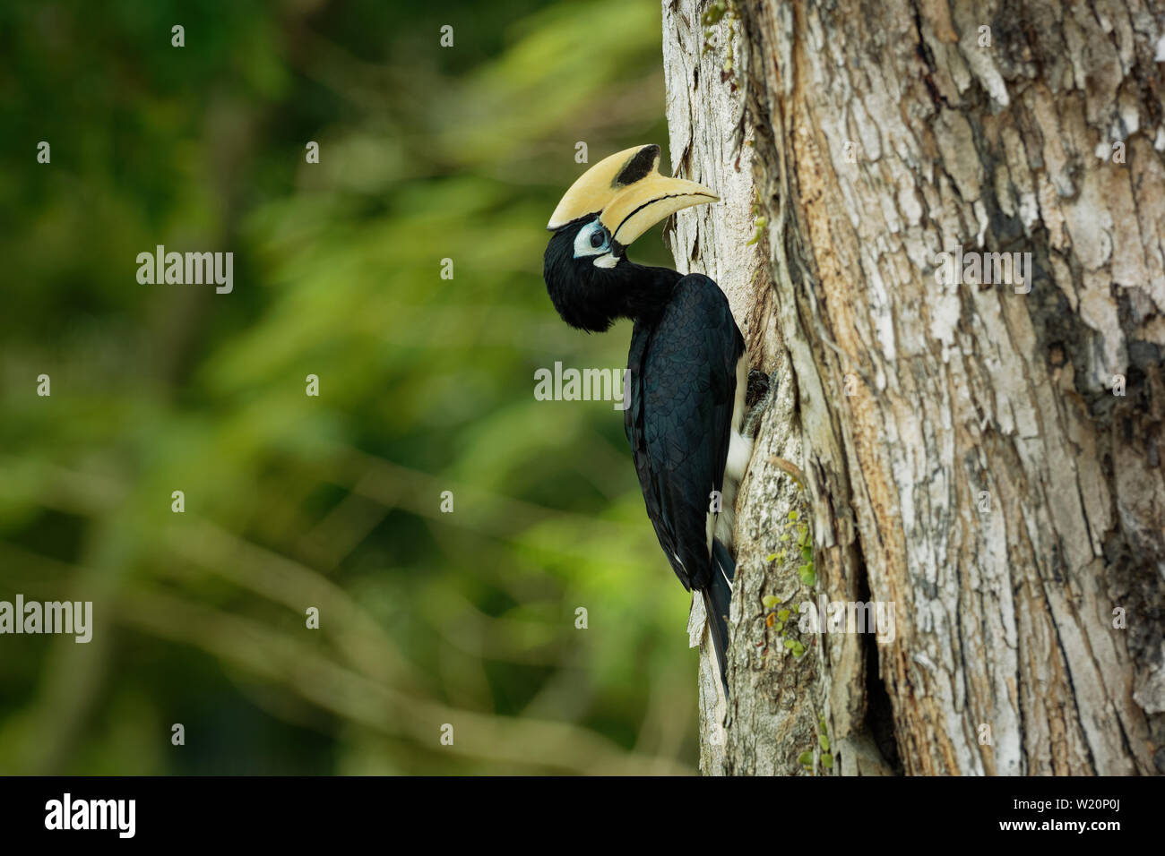 Black hornbill nest hi-res stock photography and images - Alamy