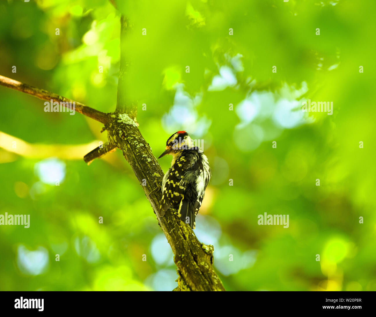 Black Woodpecker In Flight High Resolution Stock Photography and Images ...