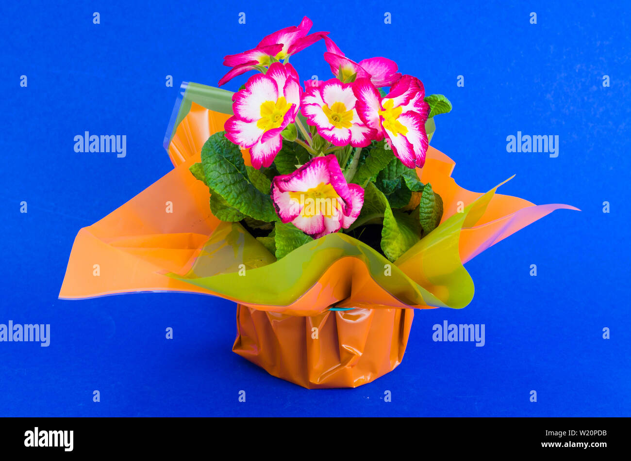 Primrose gift hi-res stock photography and images - Alamy