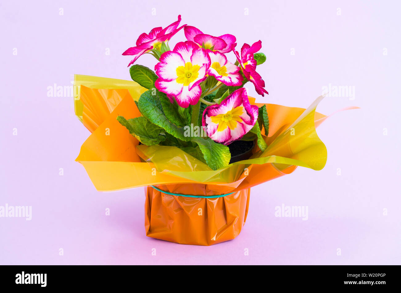 Primrose gift hi-res stock photography and images - Alamy