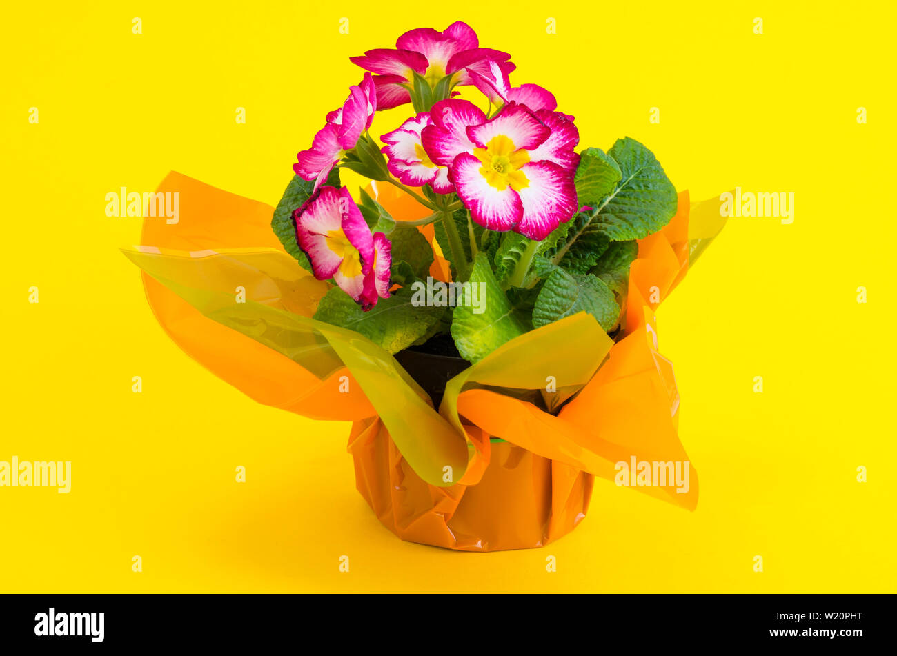 Primrose gift hi-res stock photography and images - Alamy