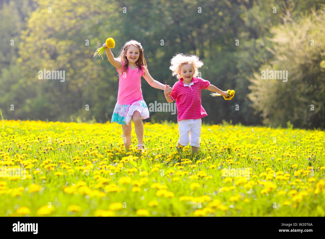 Kids play in yellow dandelion field. Child picking summer flowers ...