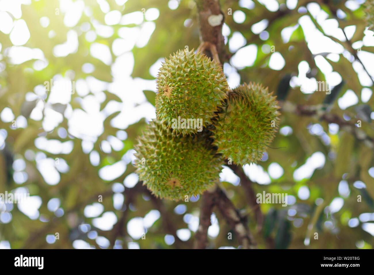 Durian growing on tree. Exotic tropical fruits of Thailand and Malaysia ...