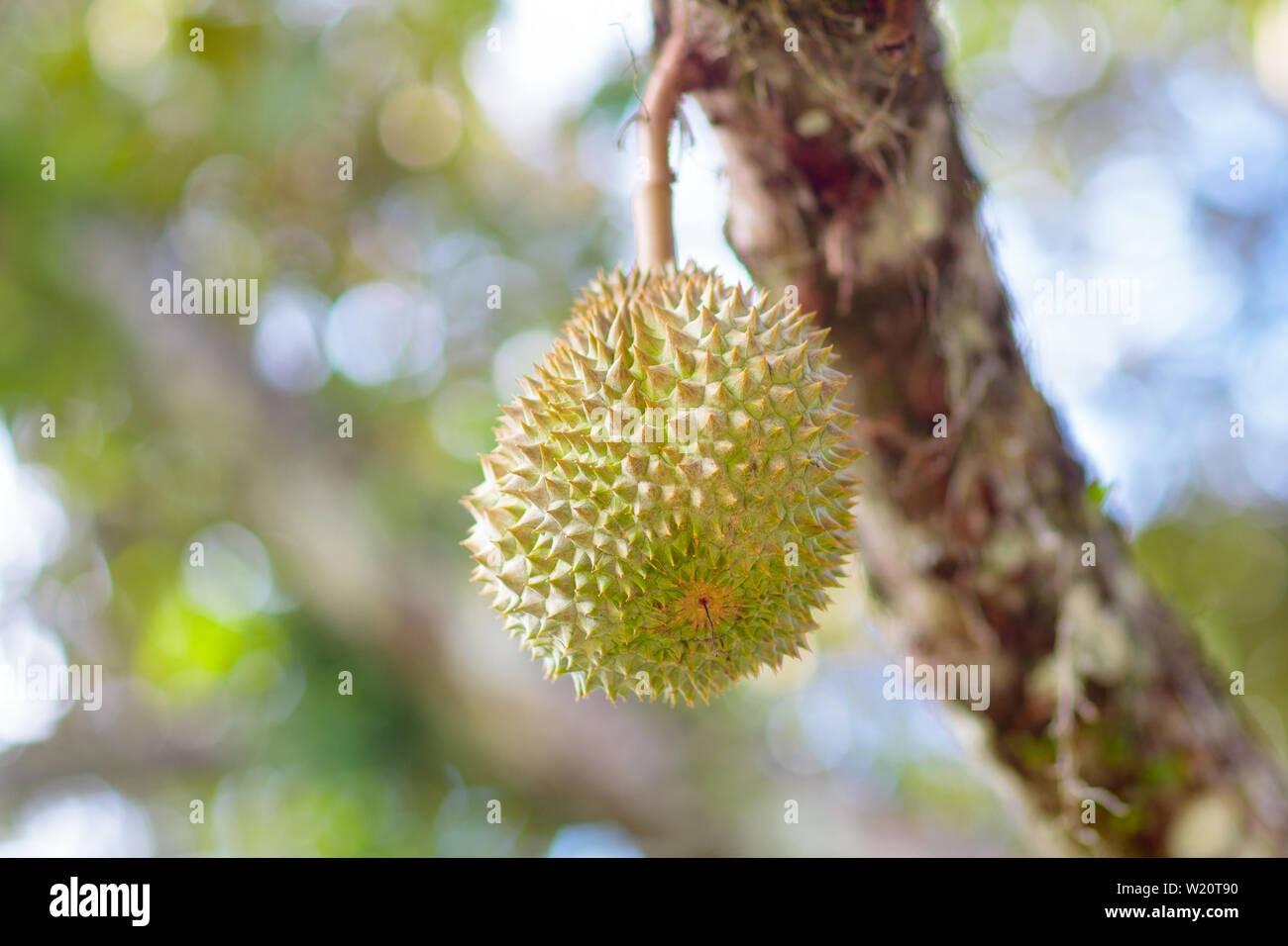 Durian growing on tree. Exotic tropical fruits of Thailand and Malaysia ...