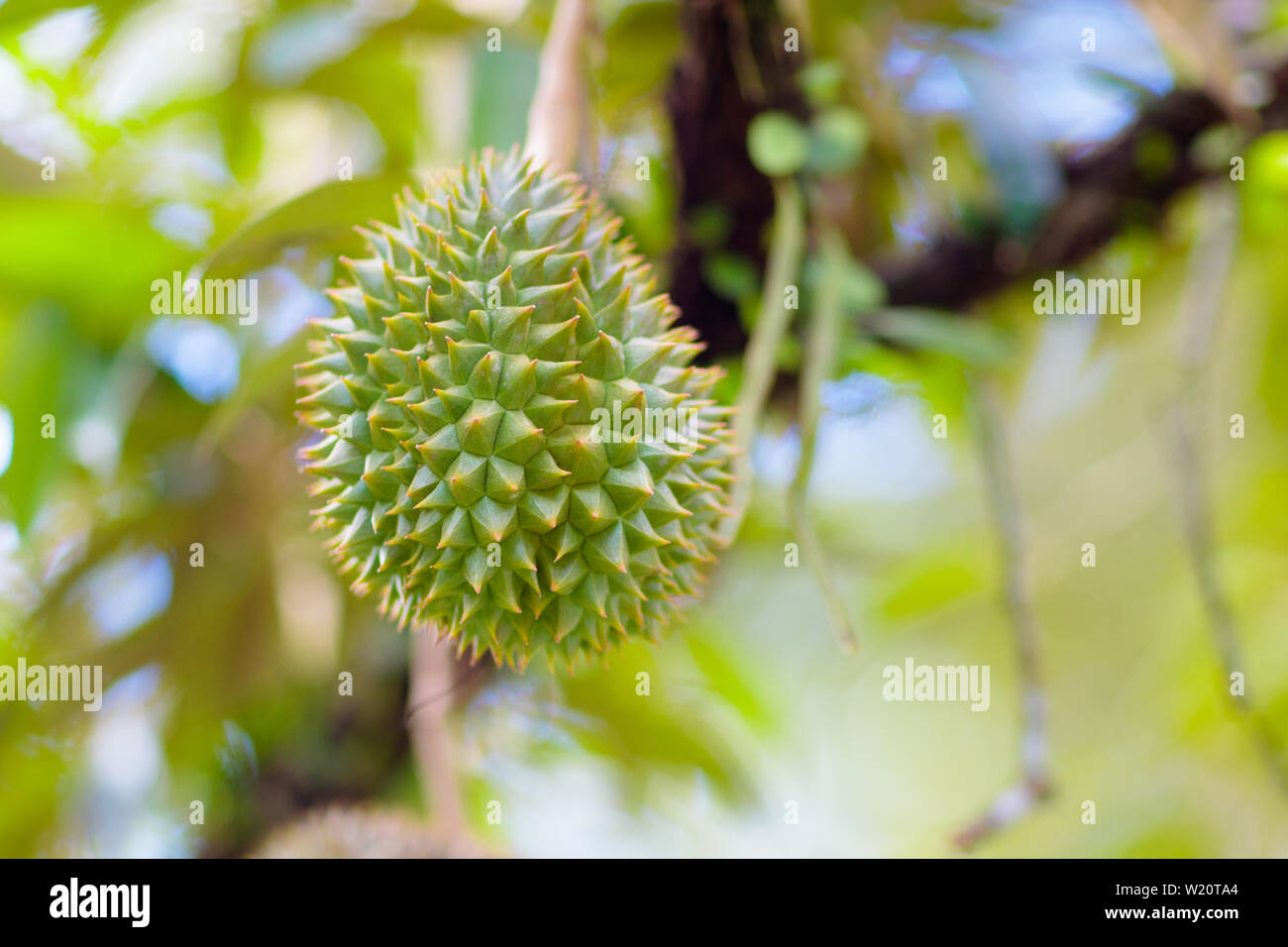 Durian growing on tree. Exotic tropical fruits of Thailand and Malaysia ...
