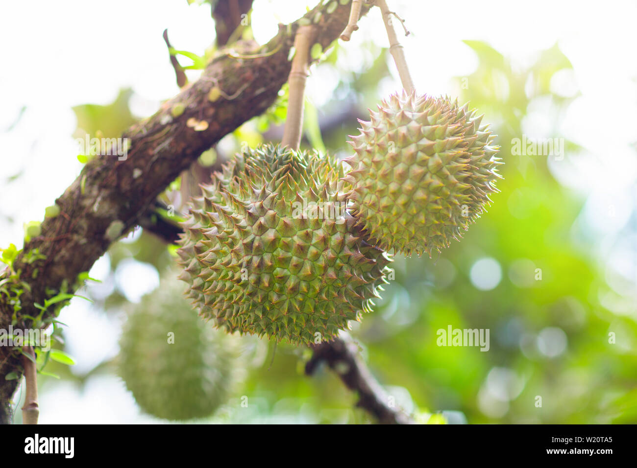 Durian growing on tree. Exotic tropical fruits of Thailand and Malaysia ...