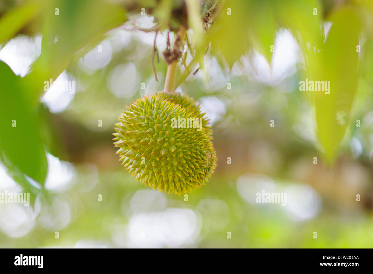 Durian growing on tree. Exotic tropical fruits of Thailand and Malaysia ...