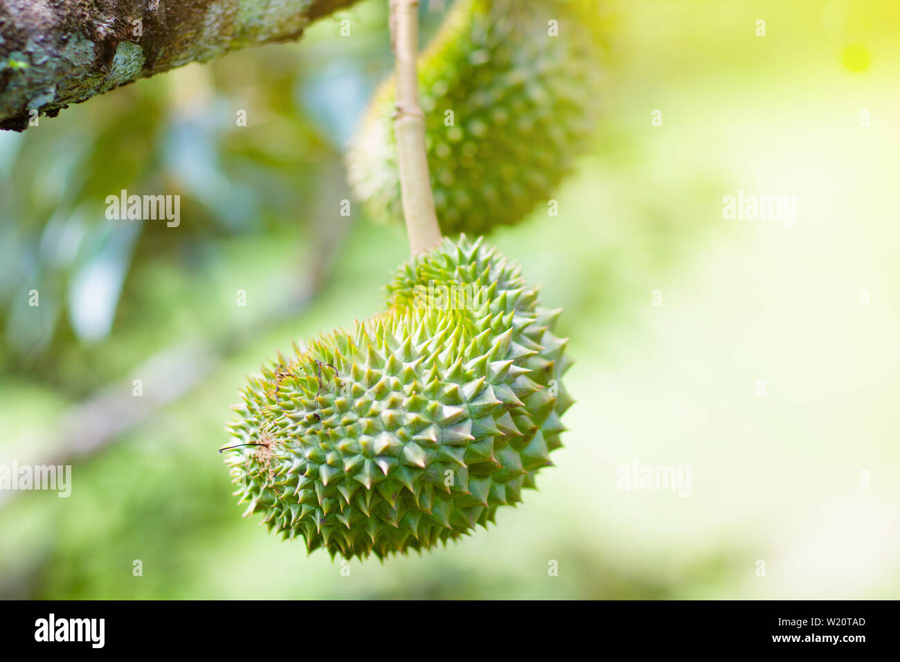 Durian growing on tree. Exotic tropical fruits of Thailand and Malaysia ...
