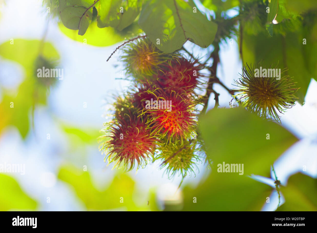 Rambutan growing on tree. Tropical fruit of Thailand and Malaysia ...