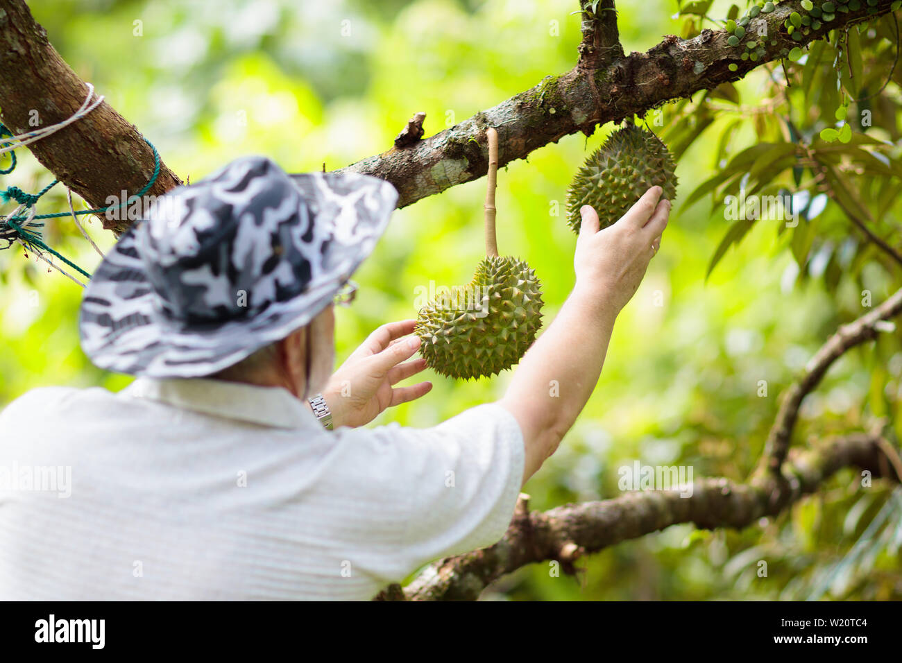 Durian growing on tree. Farmer picking exotic tropical fruits of ...
