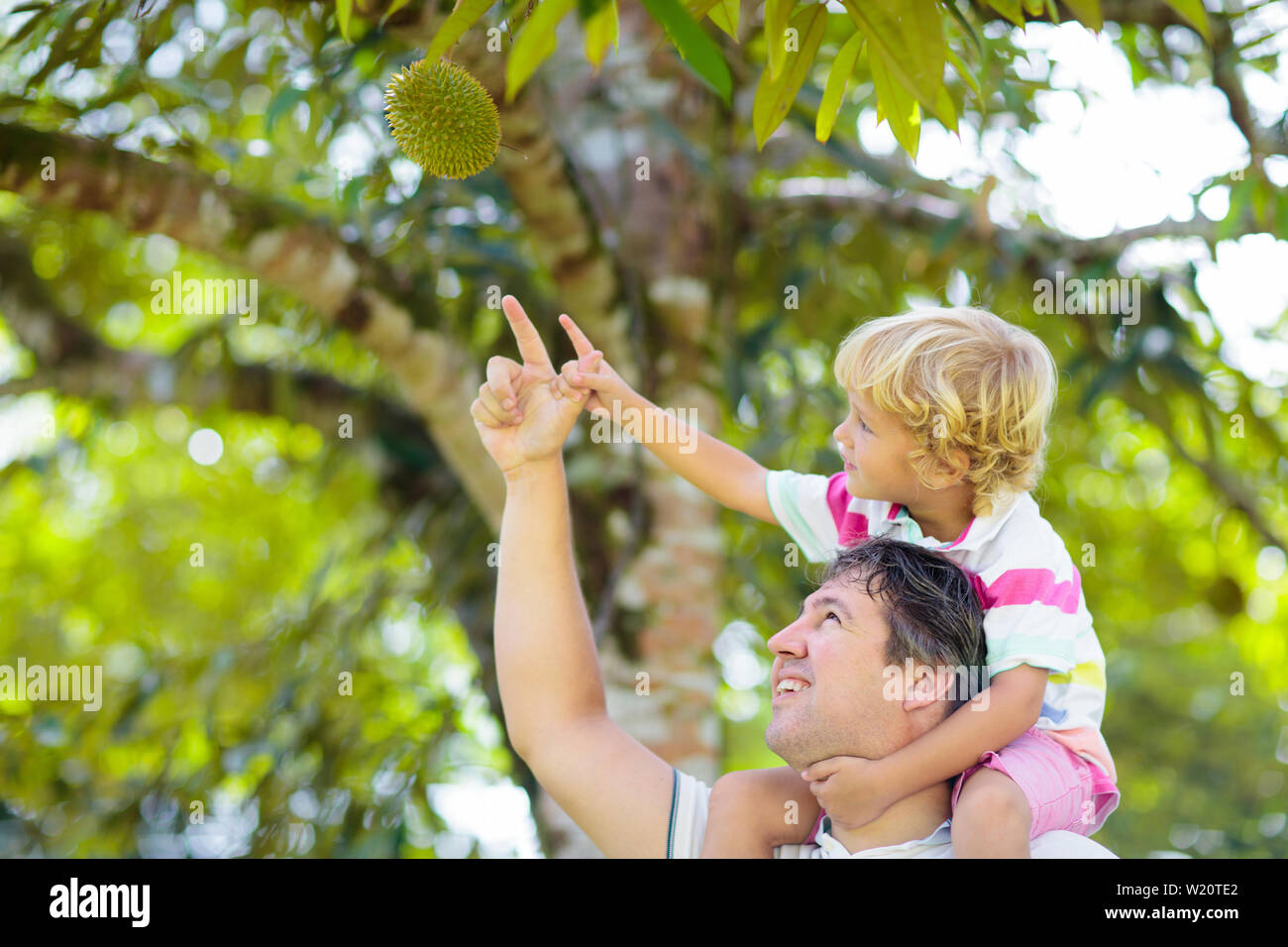 Durian growing on tree. Father and son picking exotic tropical fruits ...