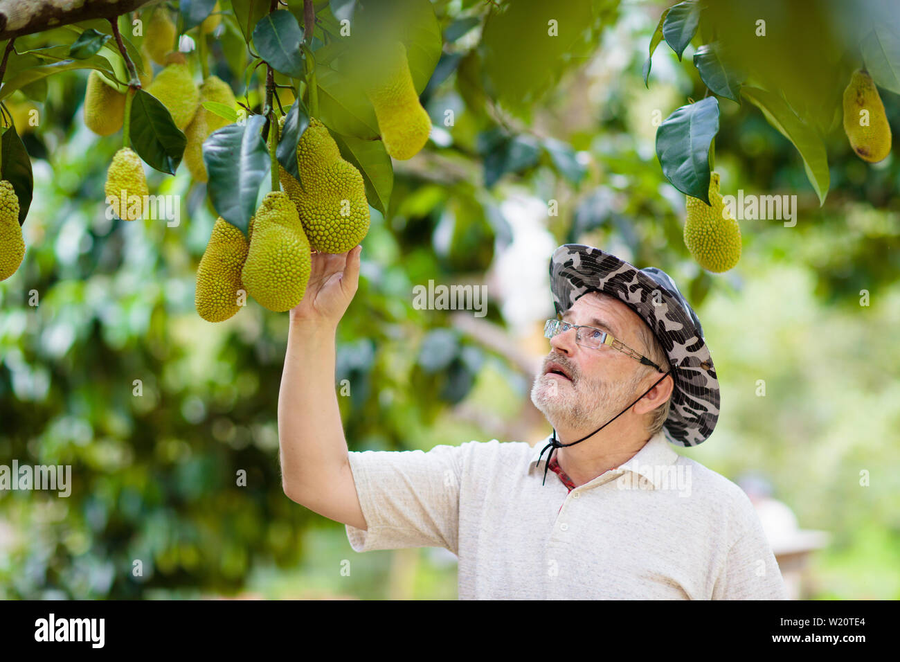 Jackfruit growing on tree. Farmer picking exotic tropical fruits of ...