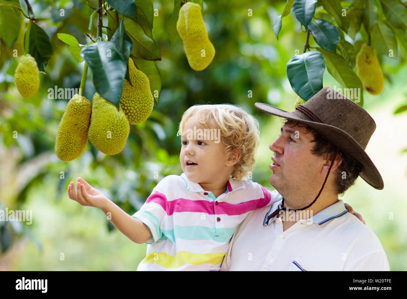 Jackfruit growing on tree. Father and son picking exotic tropical ...