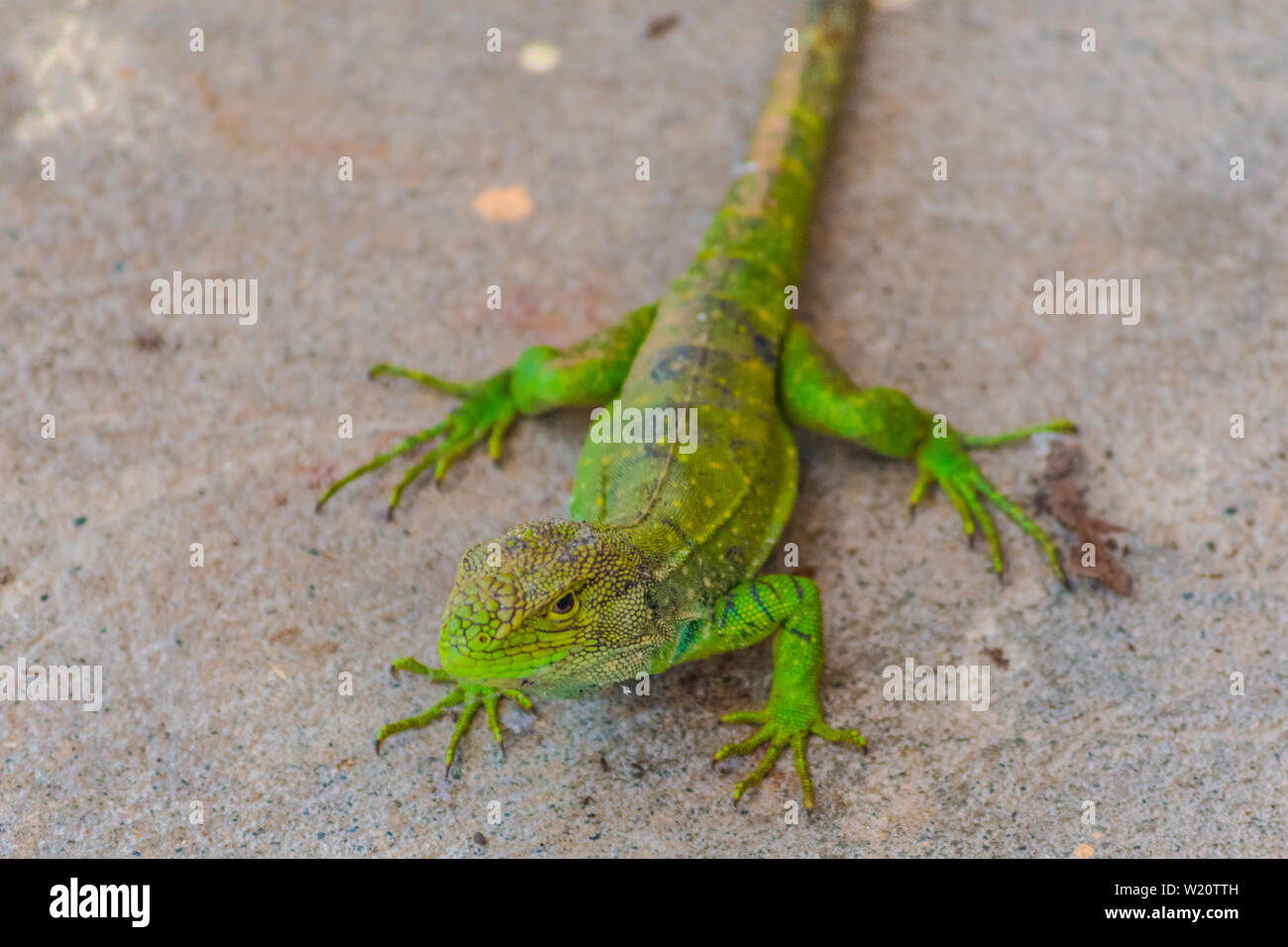 Brush lizard hi-res stock photography and images - Alamy