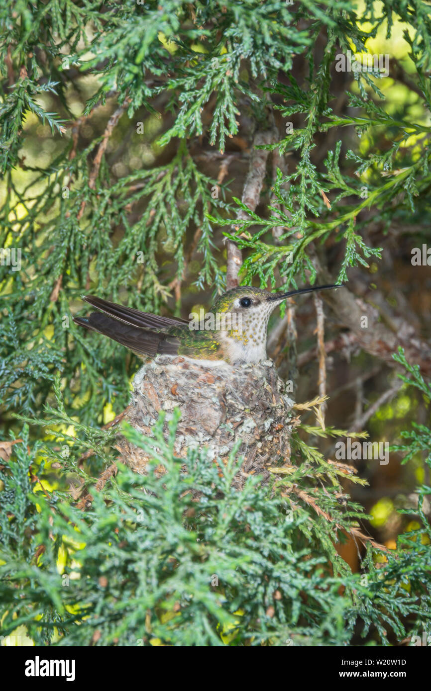 Female Broad-tailed Hummingbird (Selasphorus platycercus) sitting on ...