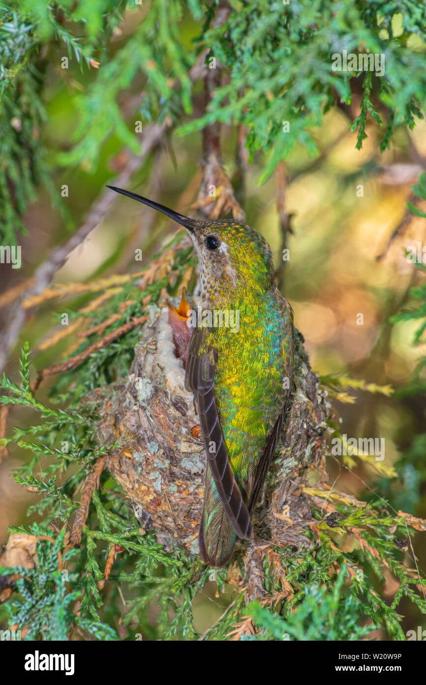 Female Broad-tailed Hummingbird (Selasphorus platycercus) with young in ...