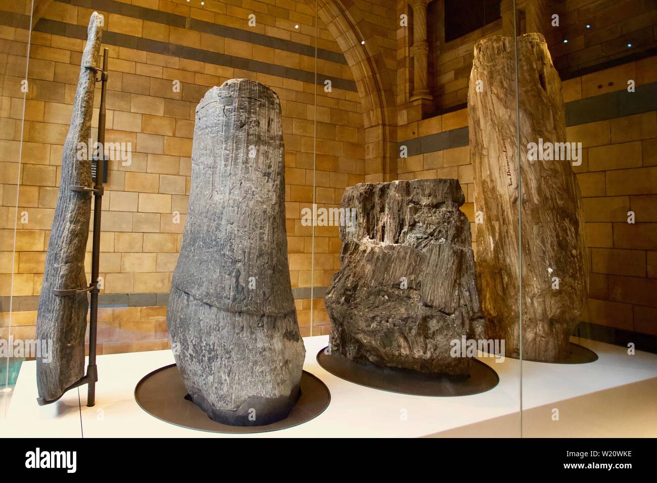 Fossil trees hi-res stock photography and images - Alamy
