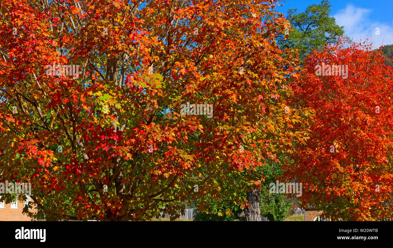 Autumn bright colors of maple trees. Trees under a blue sky on sunny ...